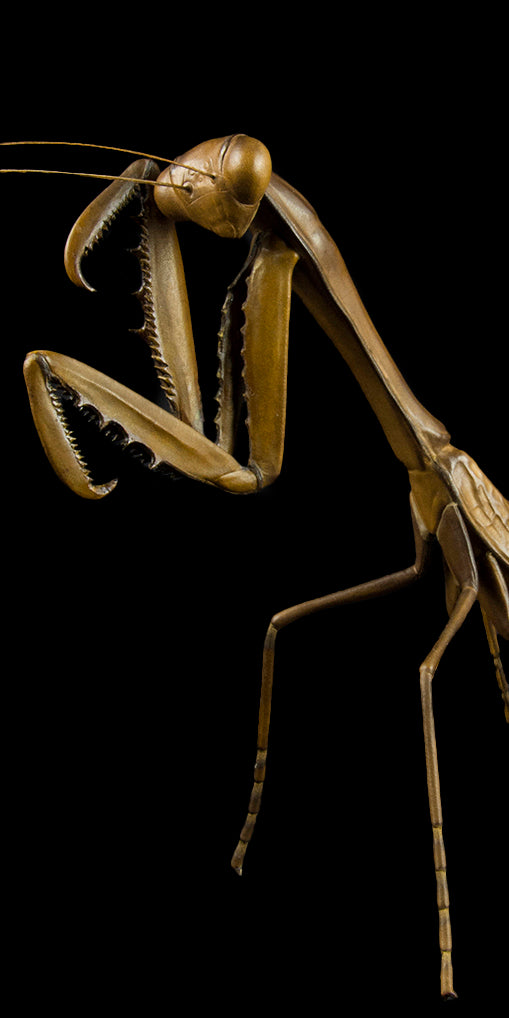 LEATHER INSECTS – Galen Lowe