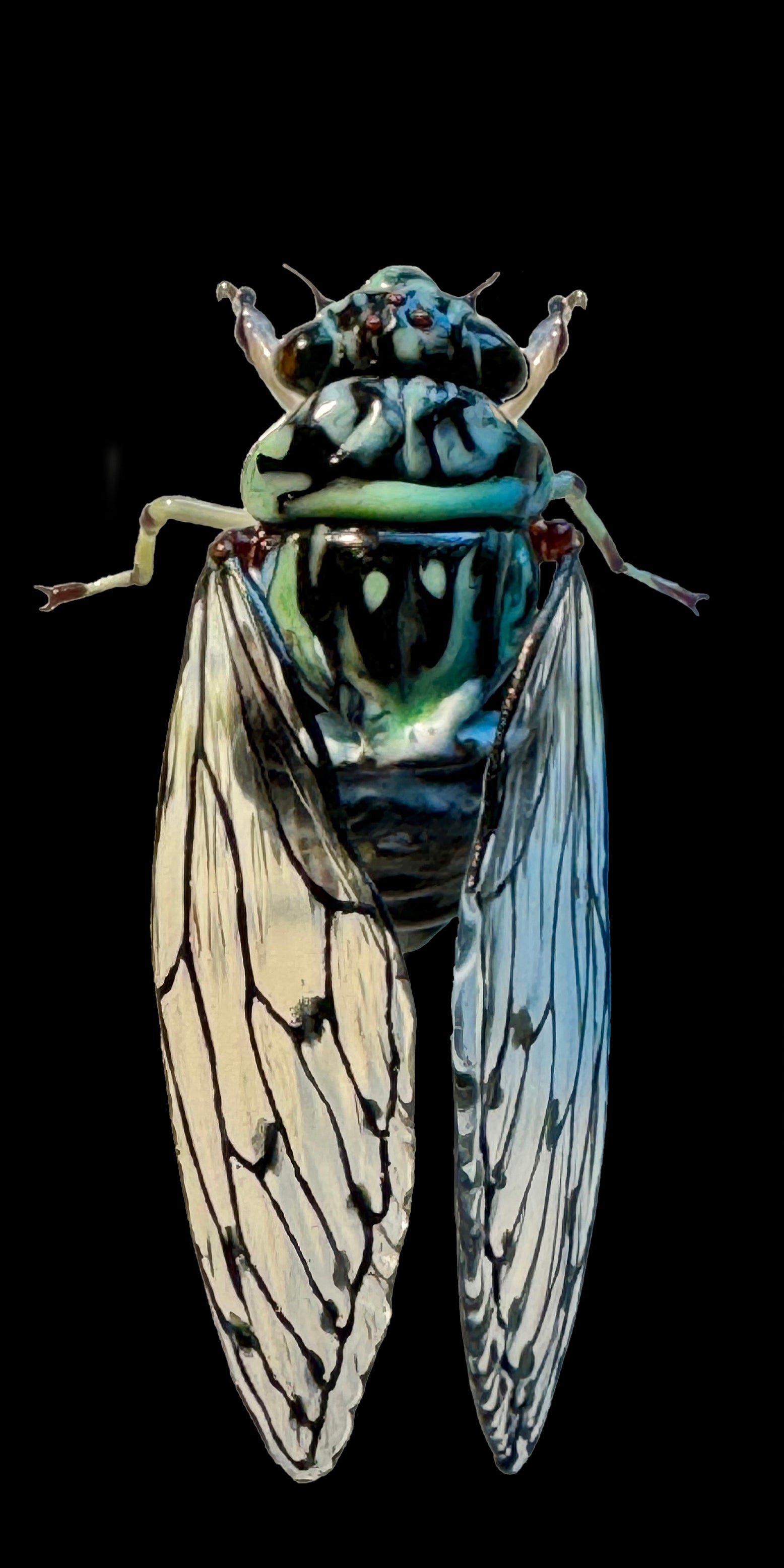 GLASS INSECTS – Galen Lowe