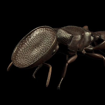 TURTLE ANT – Galen Lowe